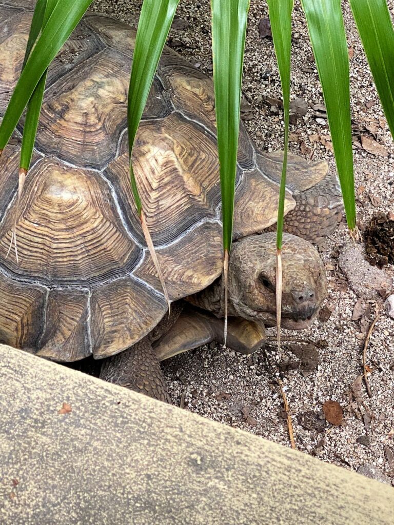 Key West Southernmost Walking Food Tour - Southern Kissed